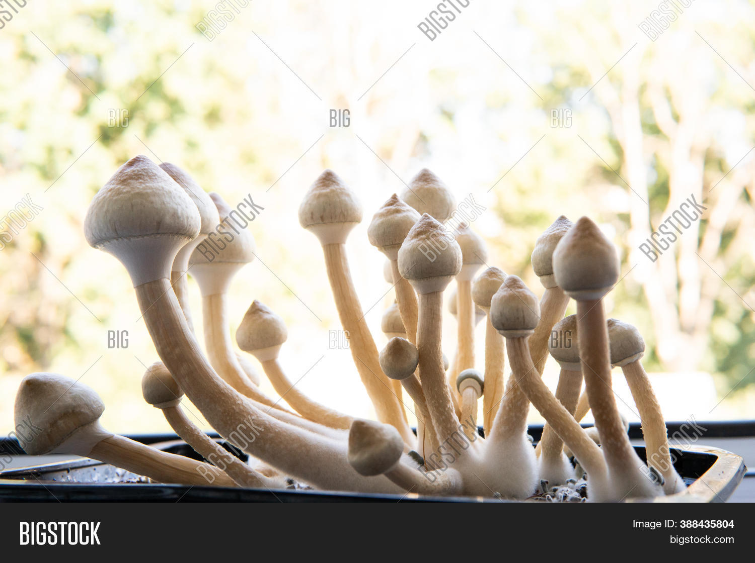 Growing Albino Strain Image & Photo (Free Trial) | Bigstock
