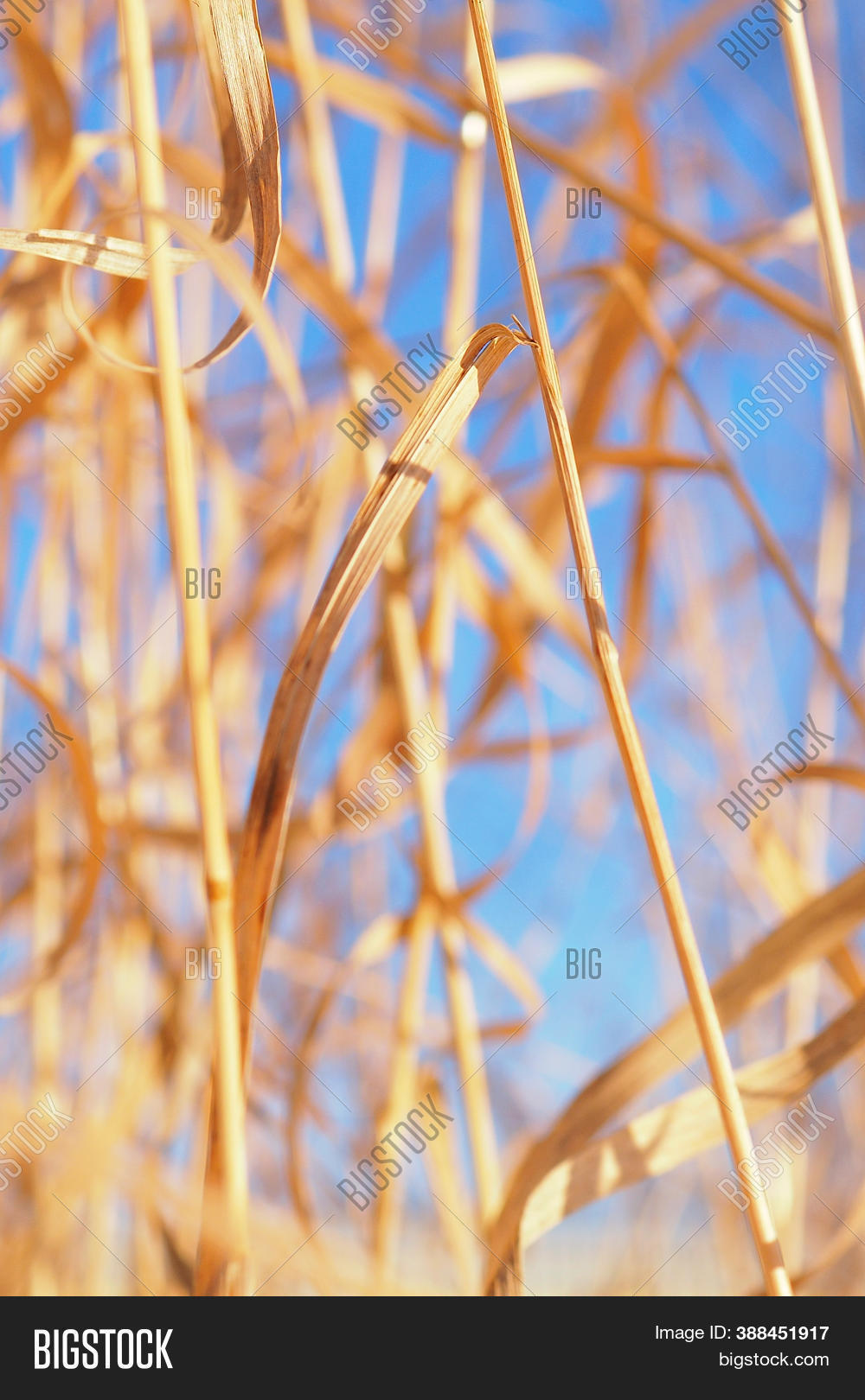 Yellow Stalks Dried Image & Photo (Free Trial) | Bigstock