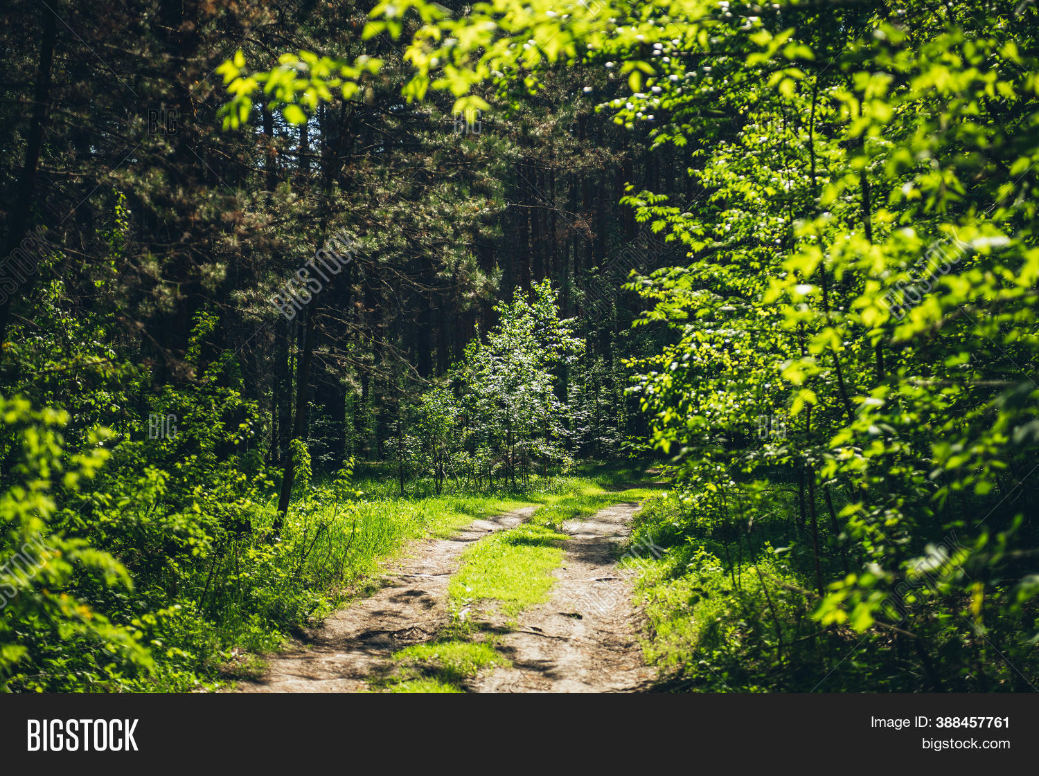 Thickets Dense Forest Image & Photo (Free Trial) | Bigstock