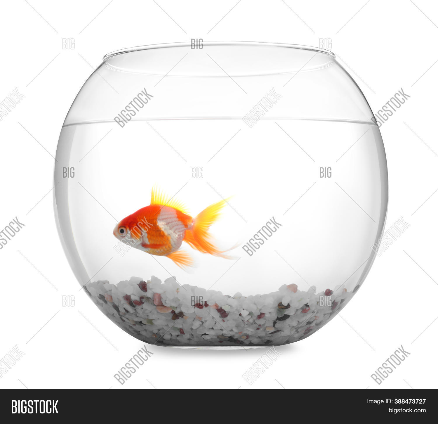 Beautiful Bright Small Image & Photo (Free Trial) | Bigstock