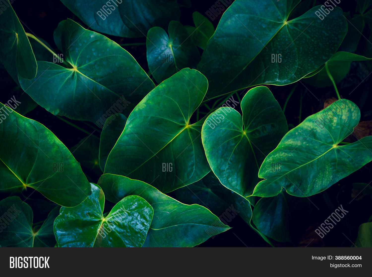 Anthurium Natural Image & Photo (Free Trial) | Bigstock