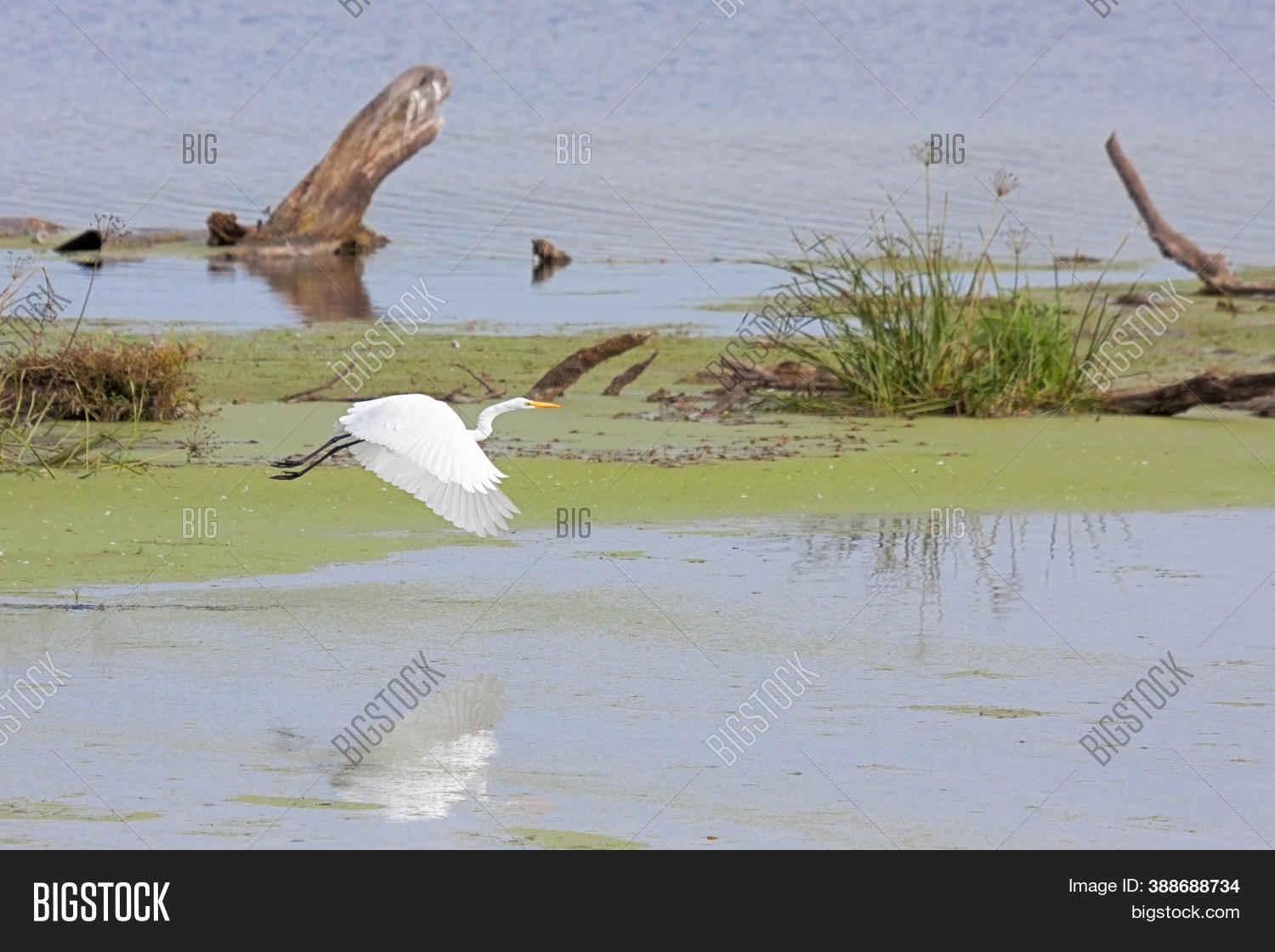 Great White Egret Image & Photo (Free Trial) | Bigstock