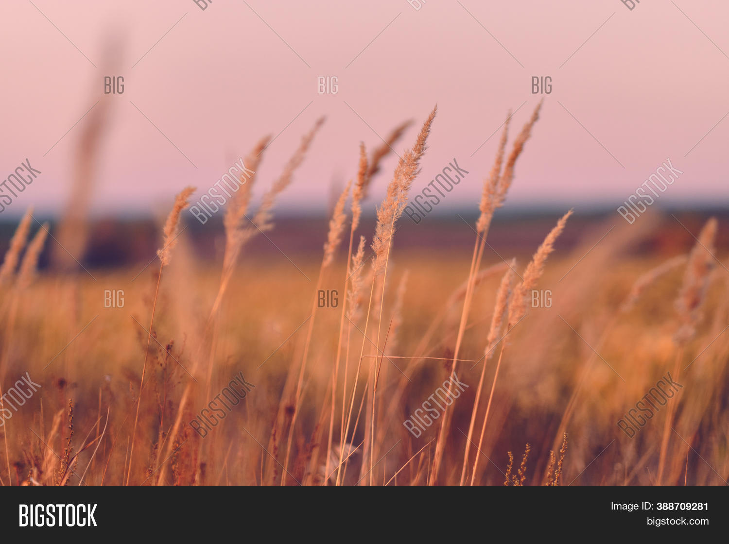 Sunrise Field. Image & Photo (Free Trial) | Bigstock