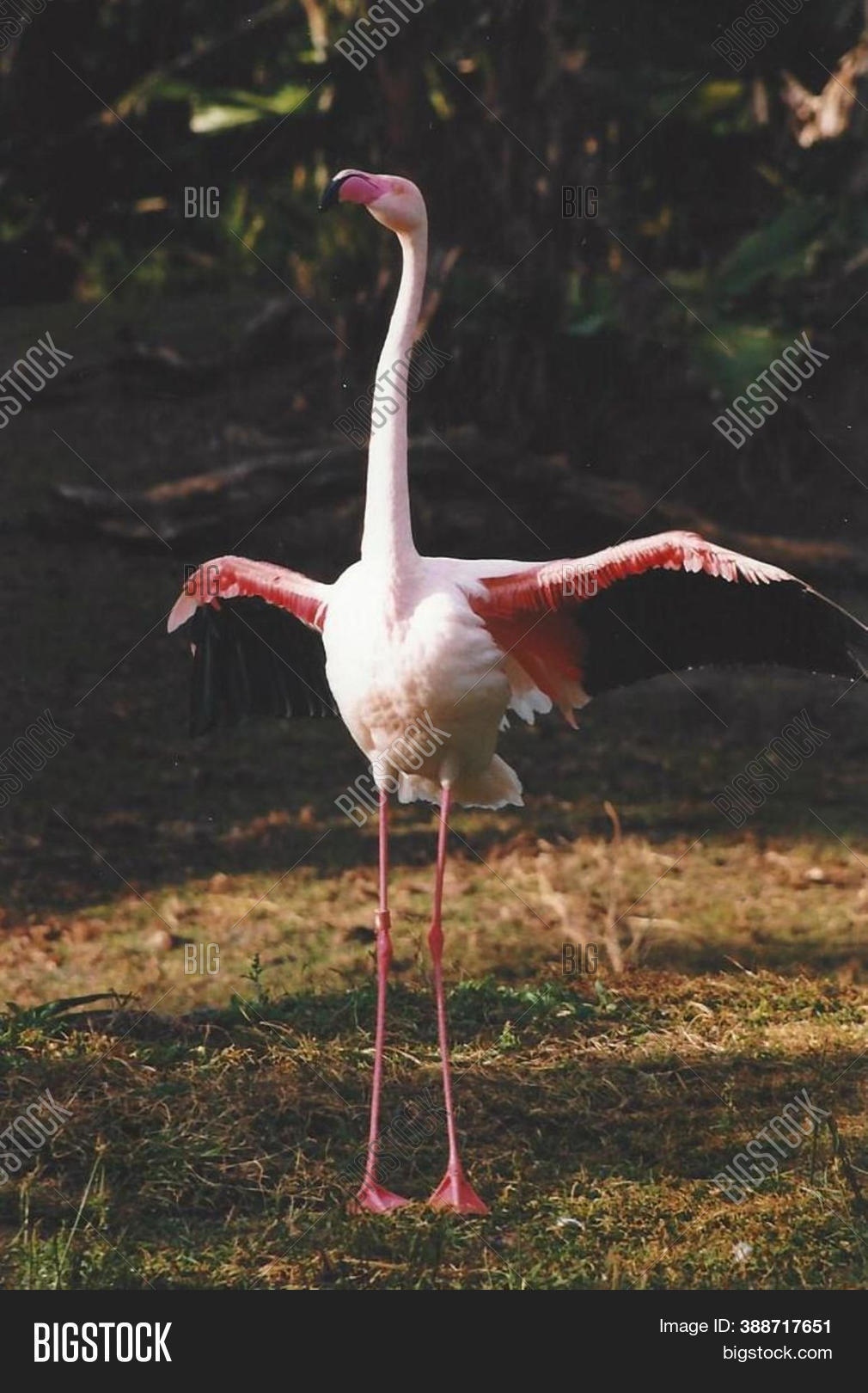 Flamingo Bird. Image & Photo (Free Trial) | Bigstock