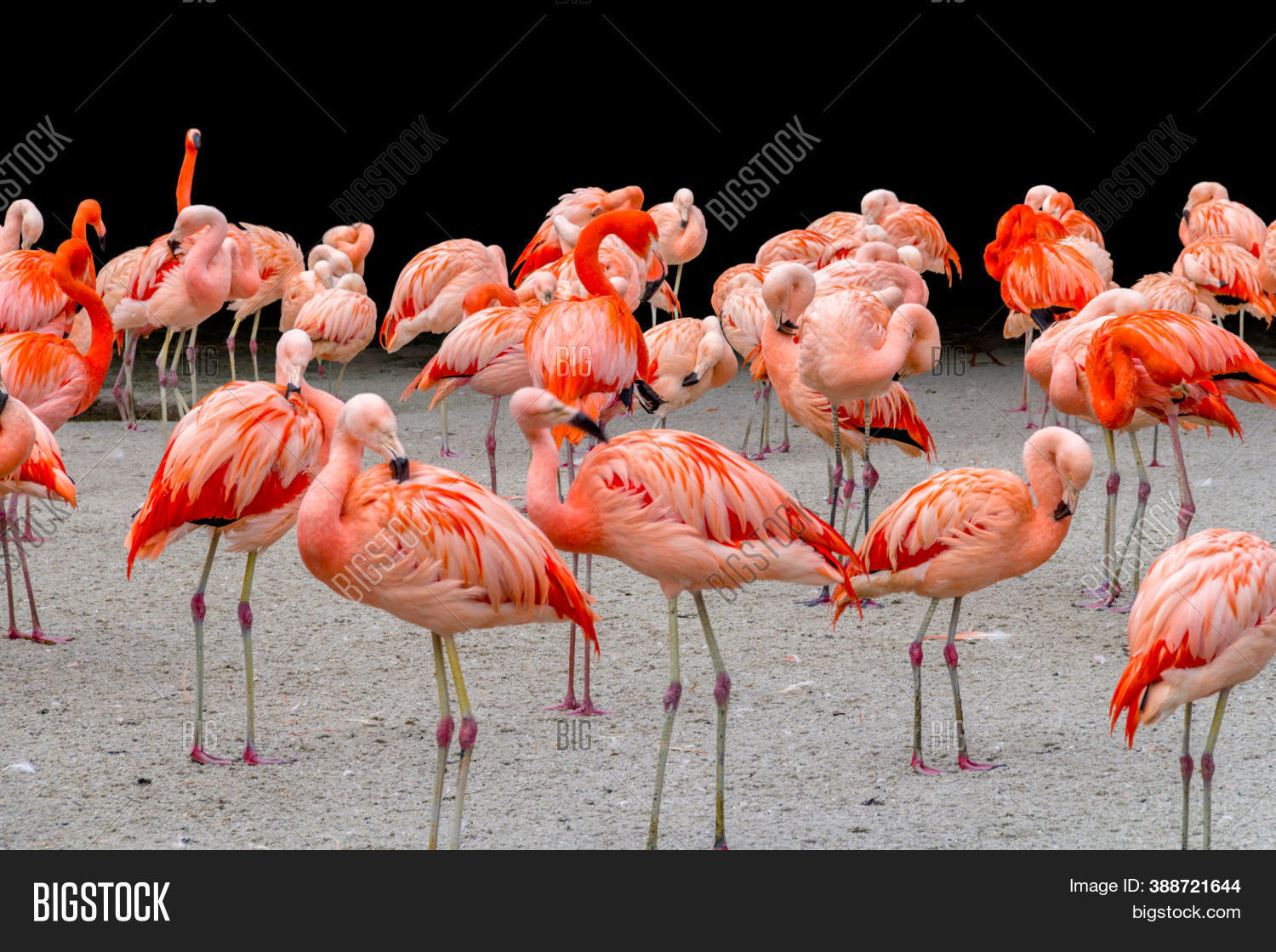 Flamingo Bird. Image & Photo (Free Trial) | Bigstock