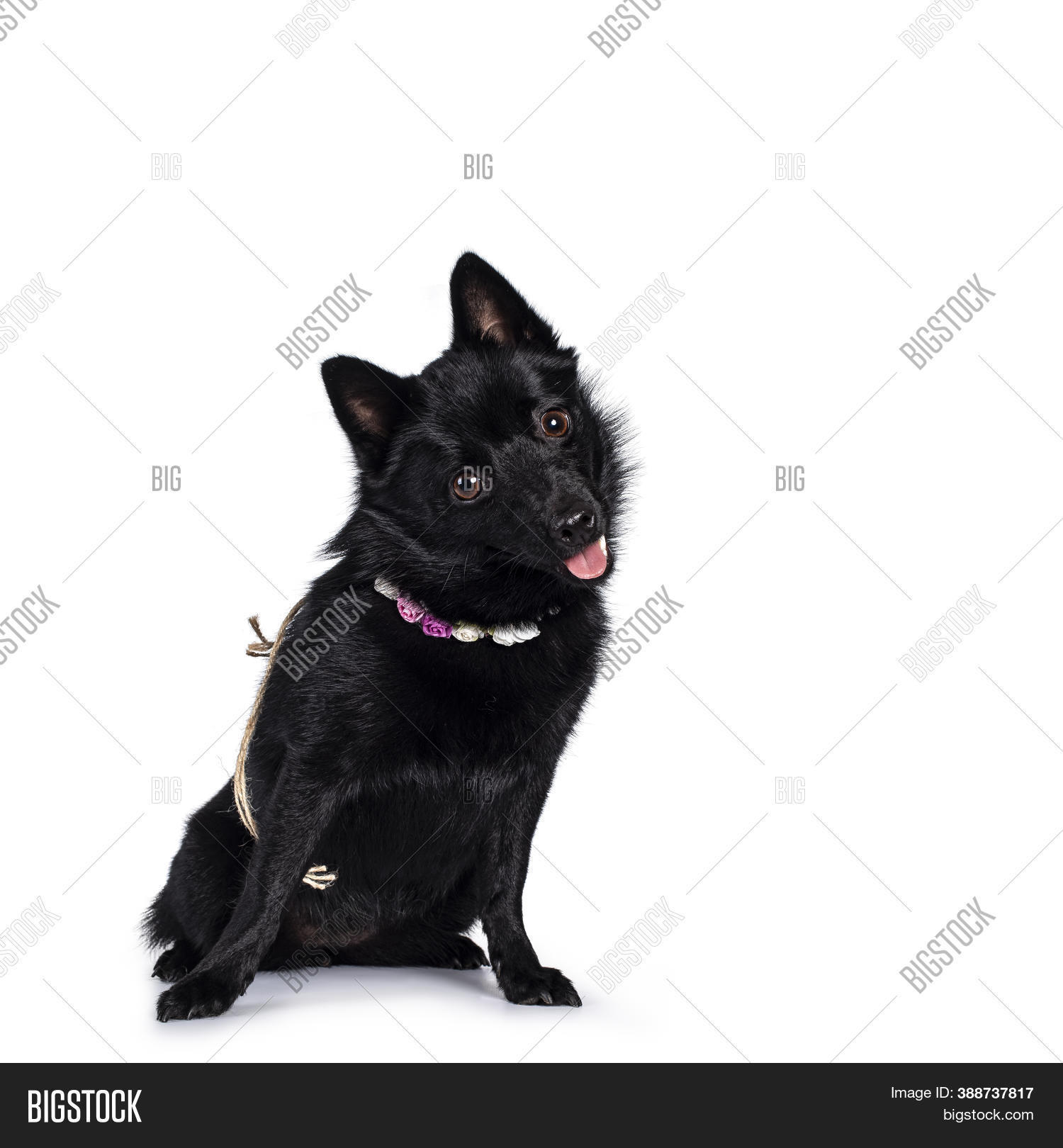 Brown Schipperke