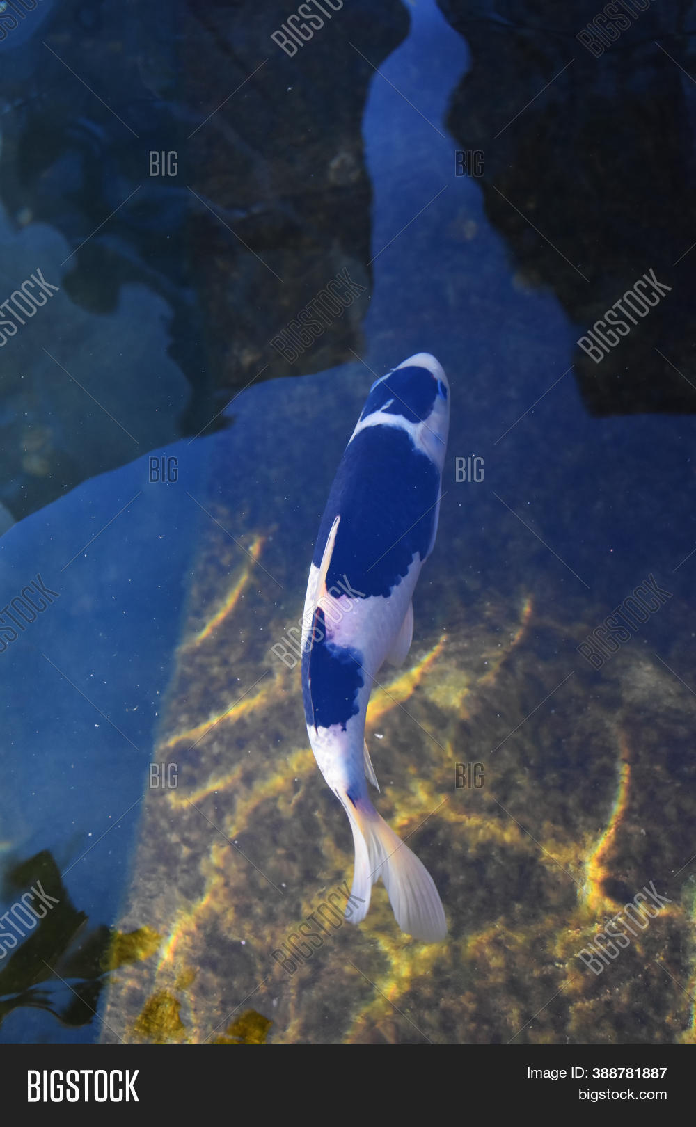 Decorative Carp Black Image & Photo (Free Trial) | Bigstock