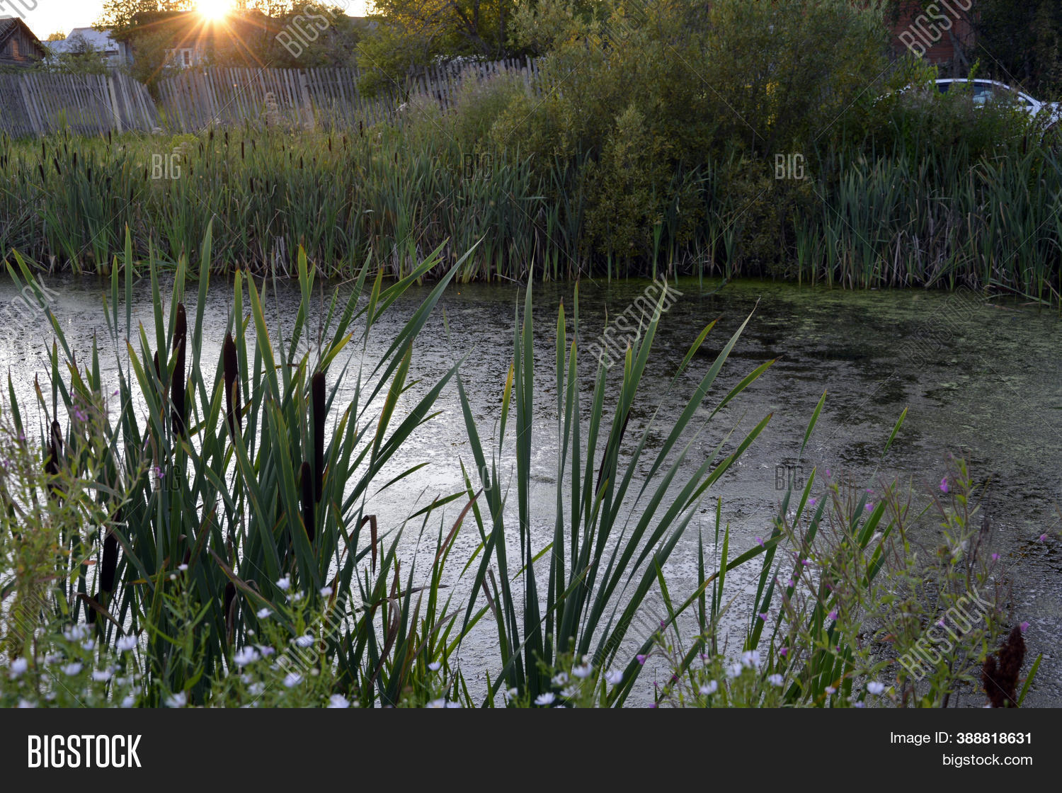 Grass Reeds Grow On Image & Photo (Free Trial) | Bigstock