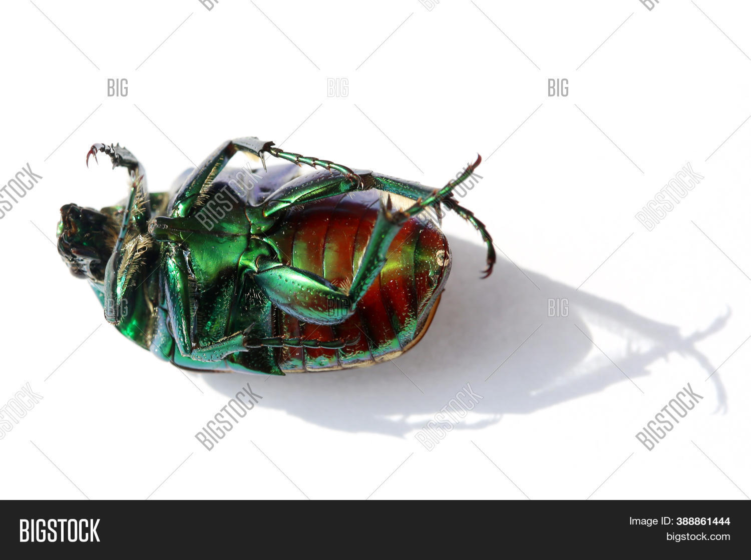Scarab Beetle. Dead Image & Photo (Free Trial) | Bigstock