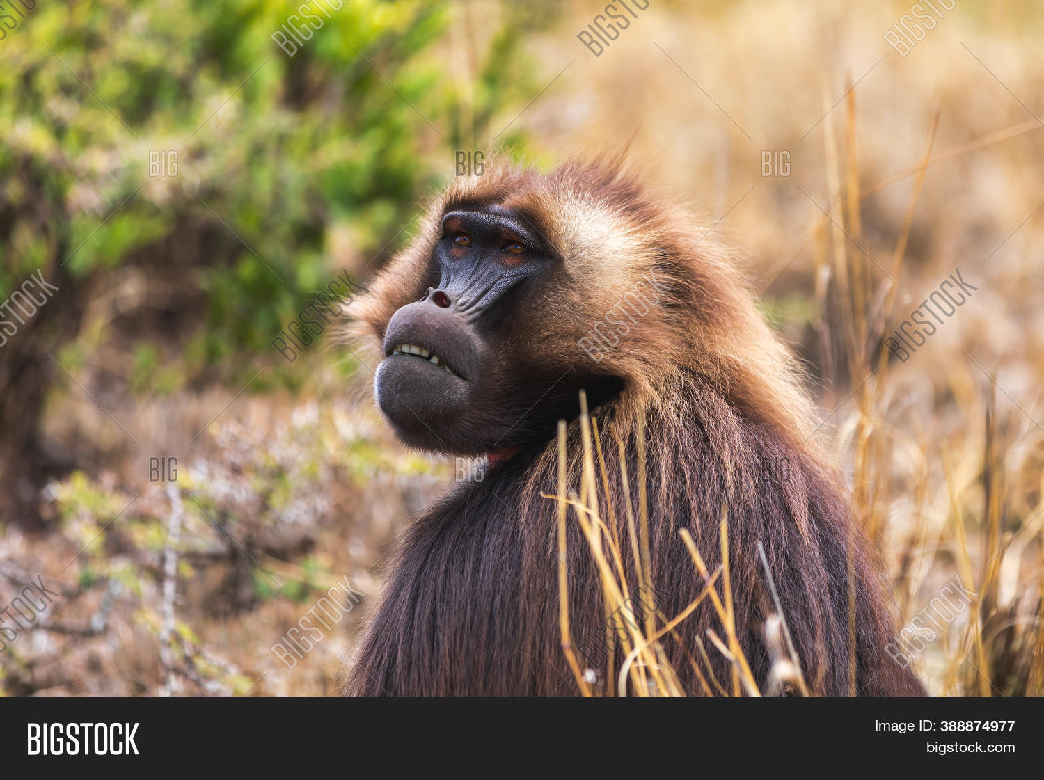 Detail Portrait Alpha Image & Photo (Free Trial) | Bigstock