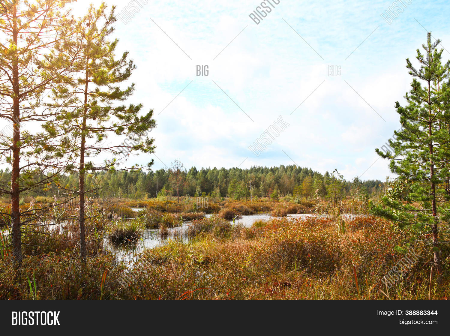 Swamp Landscape. Image & Photo (Free Trial) | Bigstock