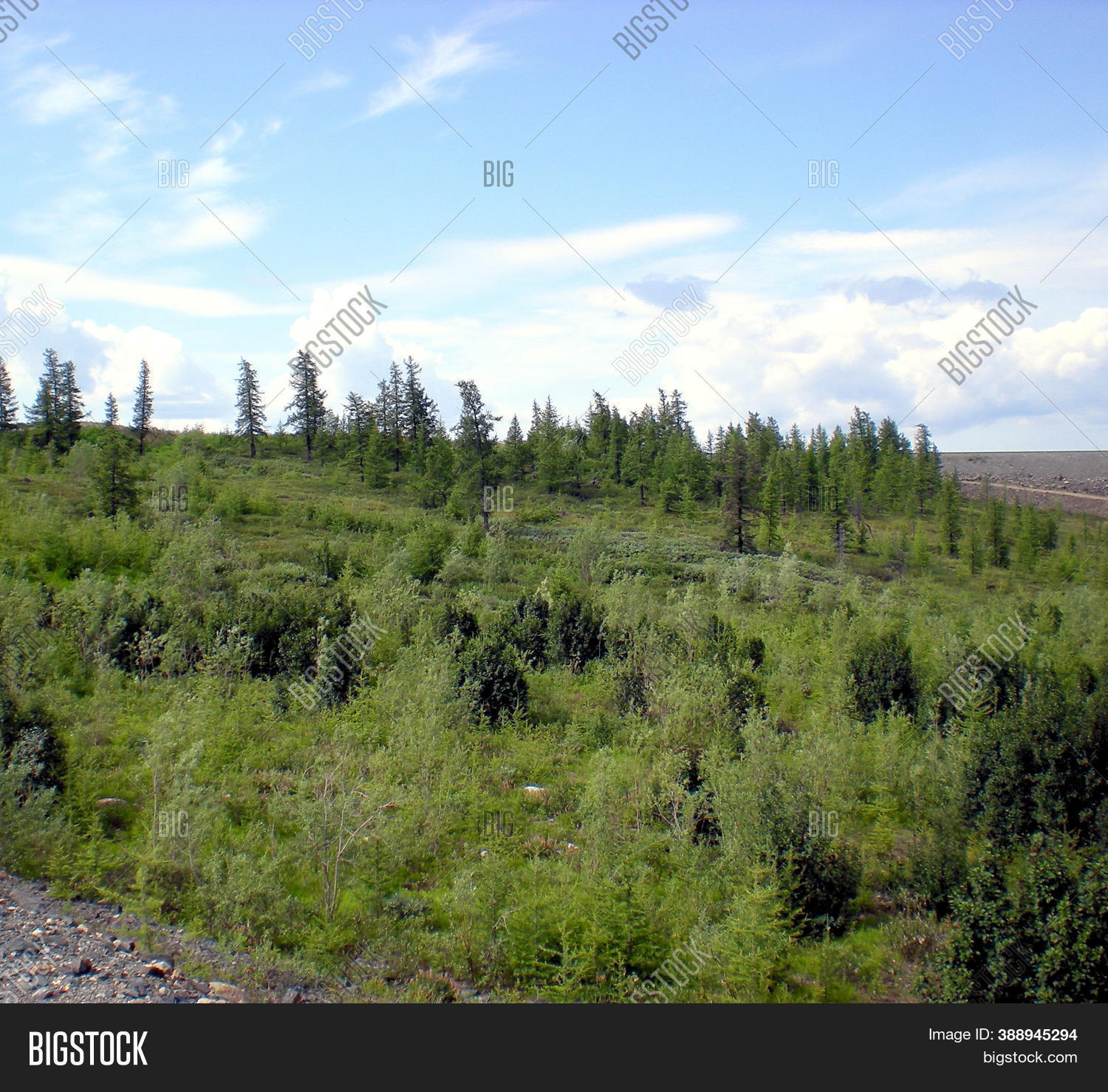 Taiga Russian North. Image & Photo (Free Trial) | Bigstock