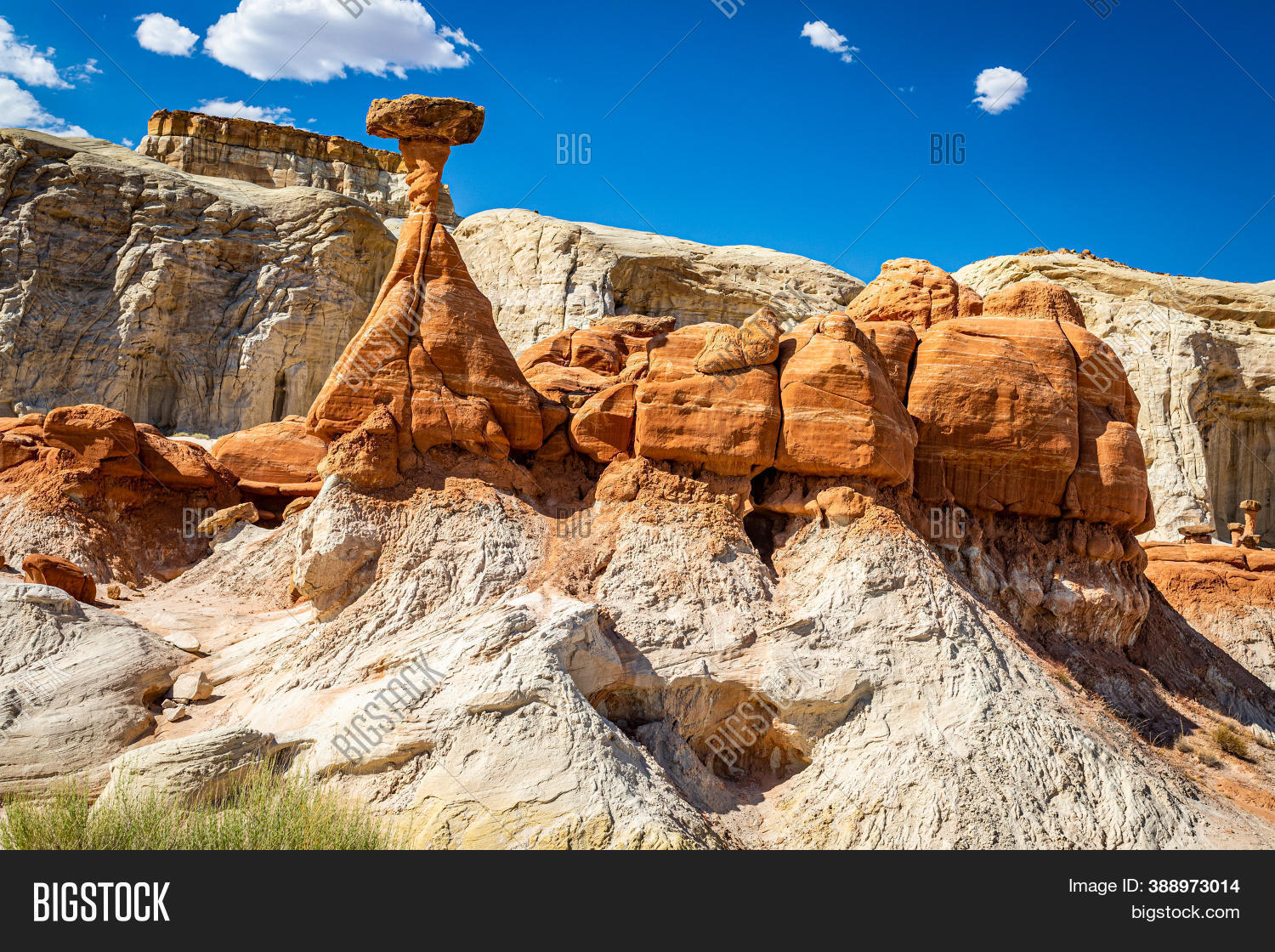 Toadstool Trail Leads Image & Photo (Free Trial) | Bigstock