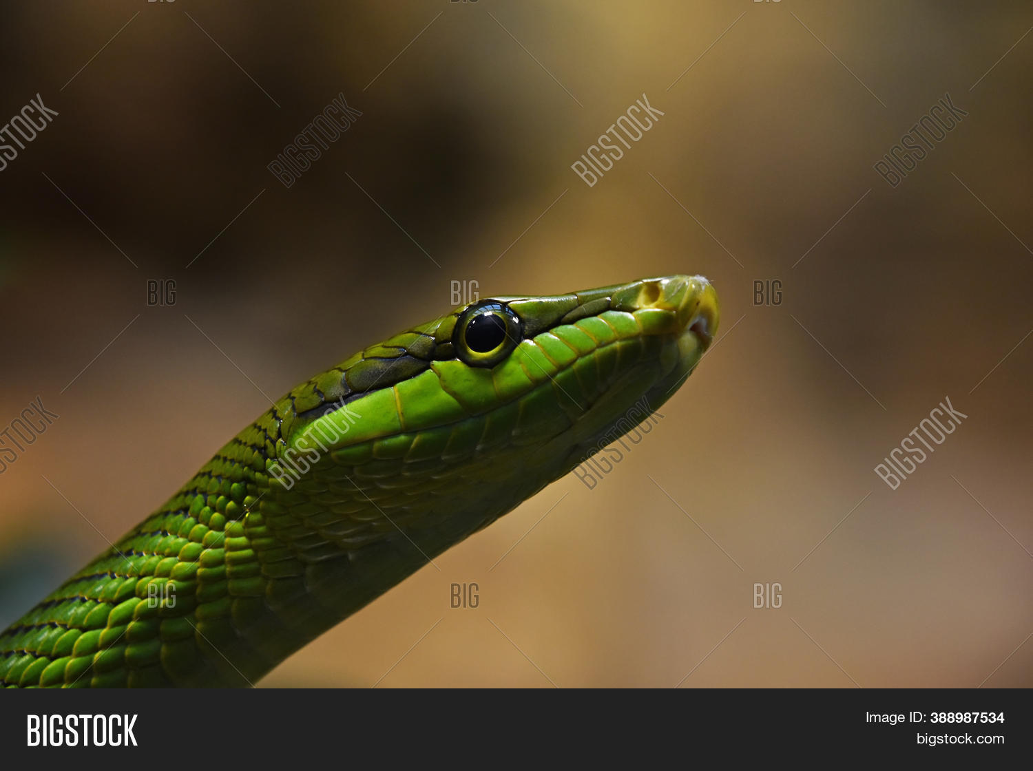 Close Gonyosoma Image & Photo (Free Trial) | Bigstock