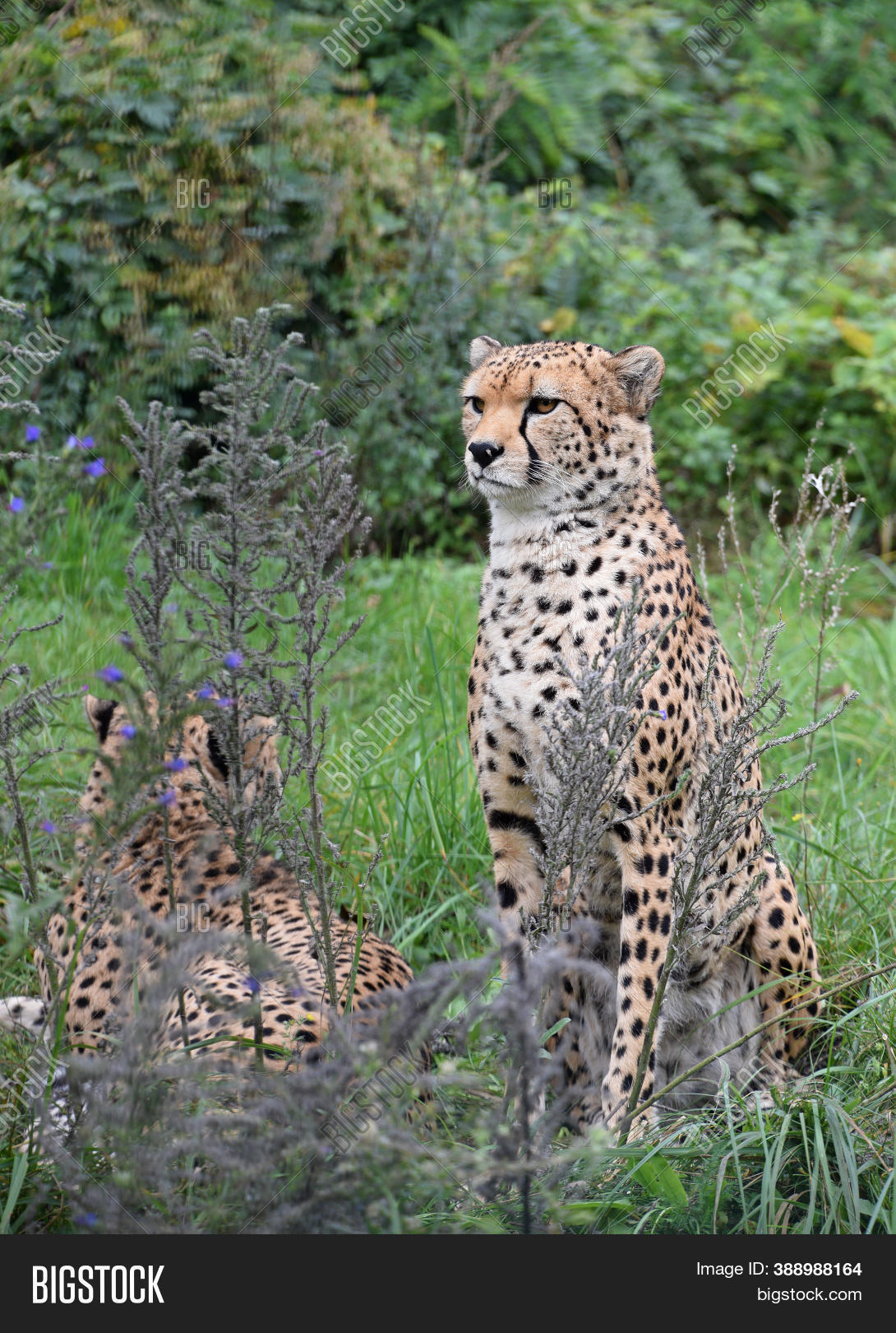 Close Couple Cheetahs Image & Photo (Free Trial) | Bigstock