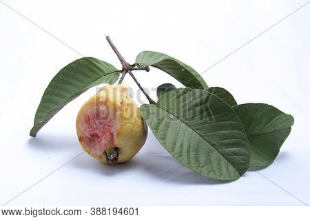 Fresh Red Guava Bat Image & Photo (Free Trial) | Bigstock