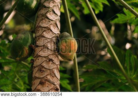 Papaya Images, Illustrations & Vectors (Free) - Bigstock