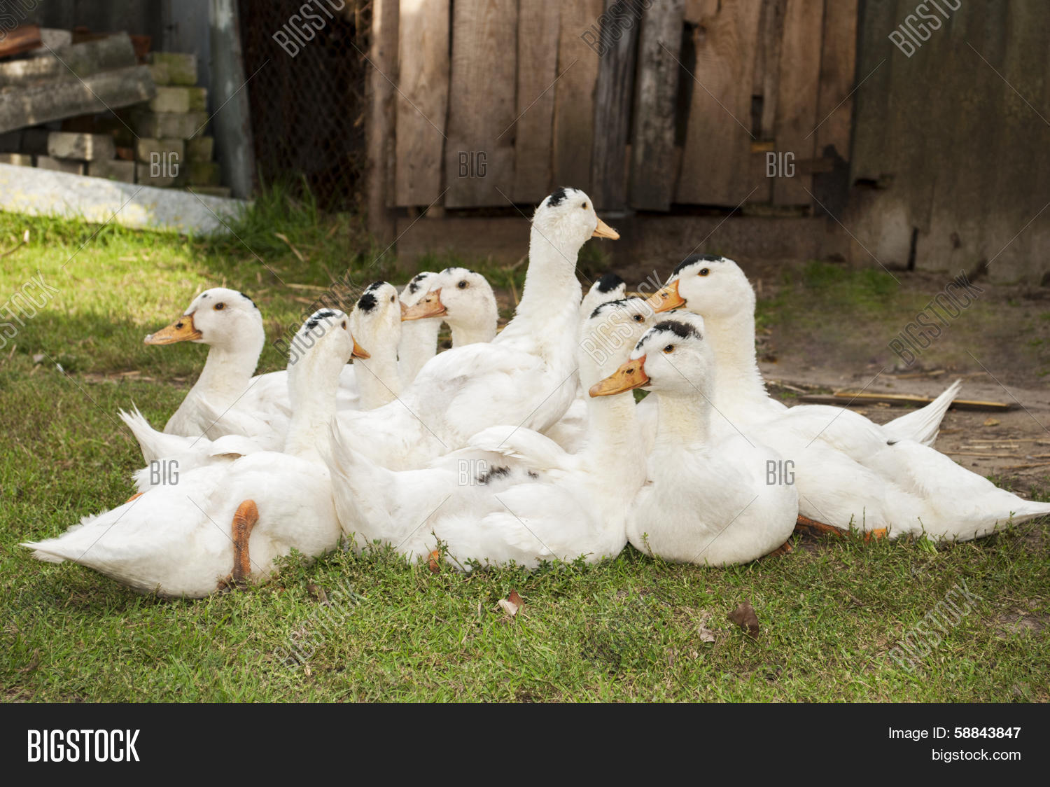Flock Ducks Sitting On Image & Photo (Free Trial) | Bigstock