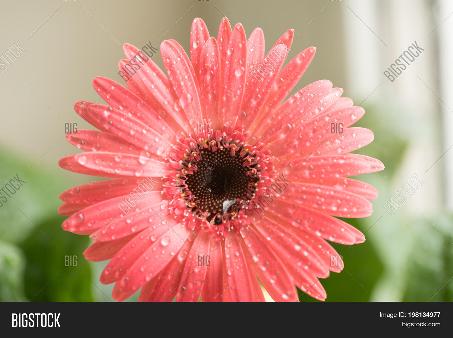 Bud Pink Gerbera Image & Photo (Free Trial) | Bigstock