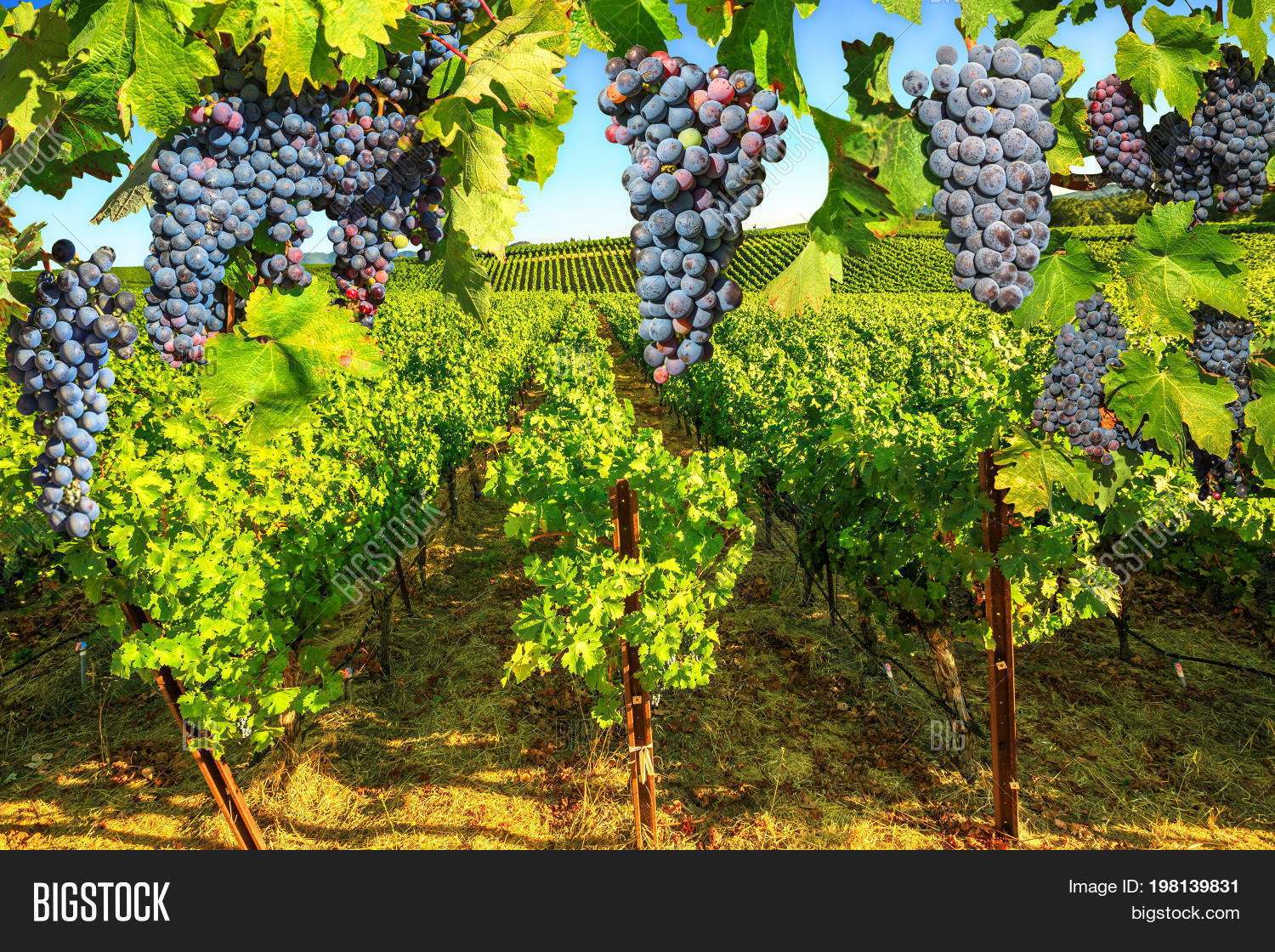 Picturesque Vineyard Image & Photo (Free Trial) | Bigstock