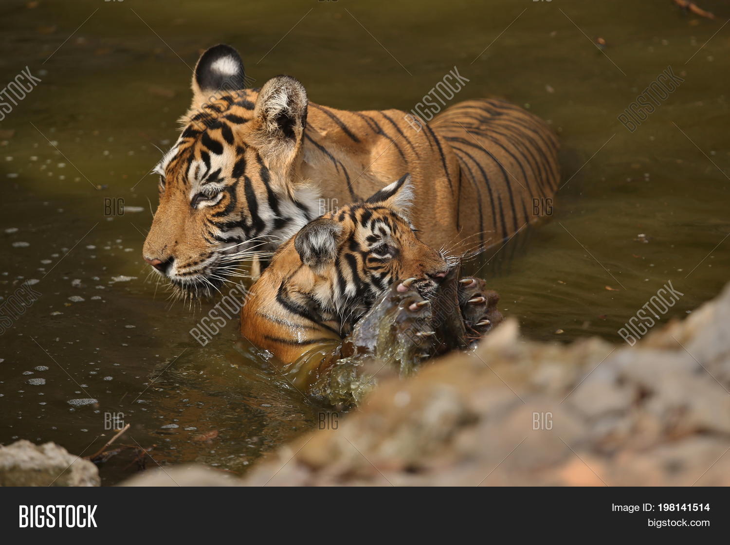 Cute Tiger Family Image & Photo (Free Trial) | Bigstock
