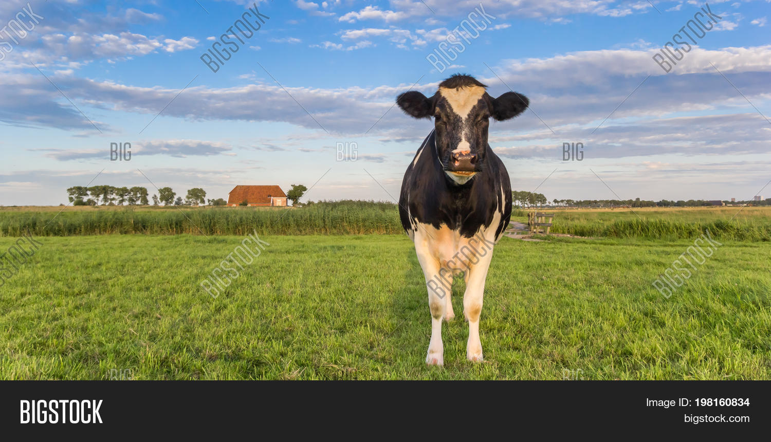 Panorama Dutch Cow Image & Photo (Free Trial) | Bigstock