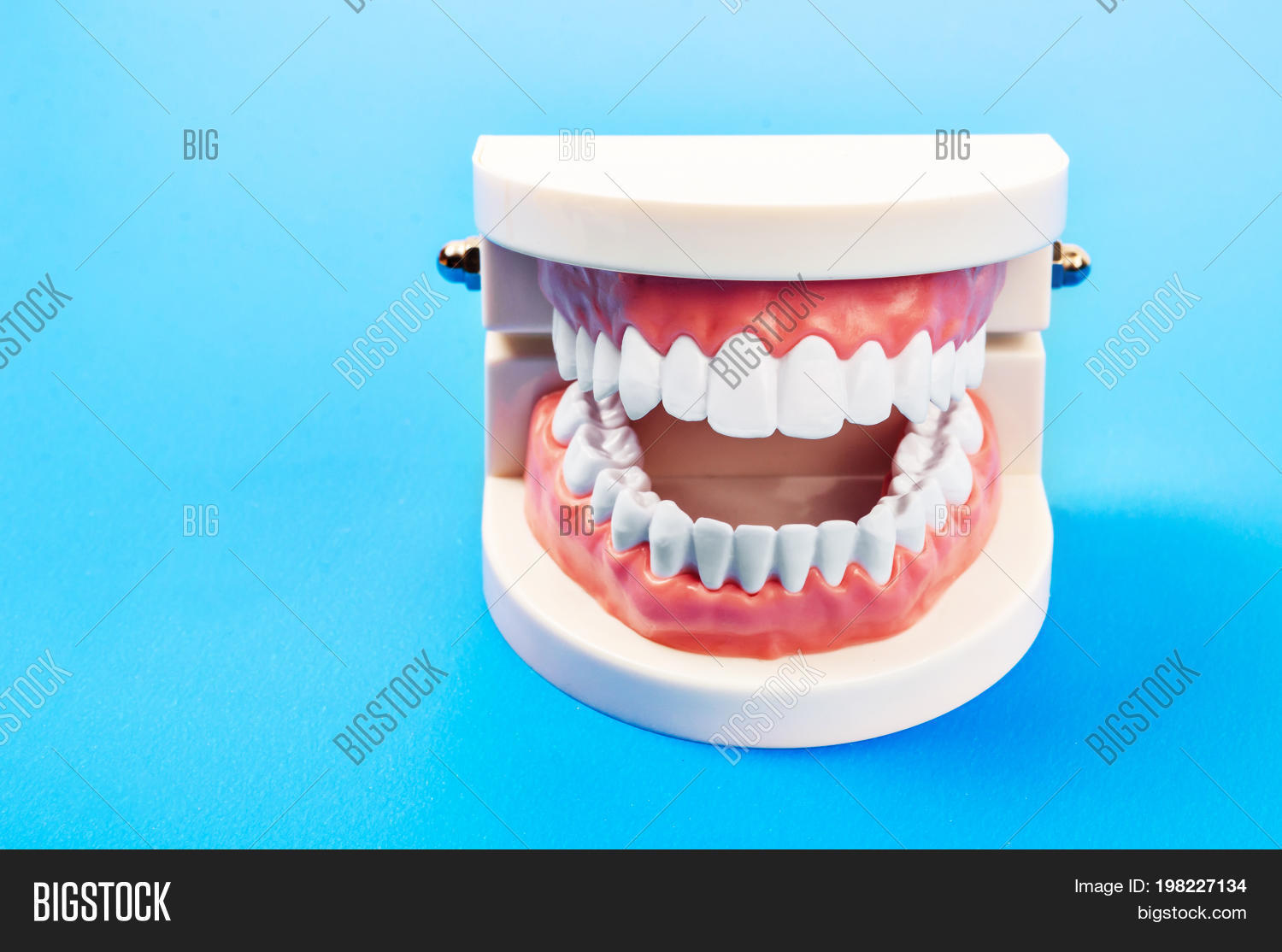 Plastic Dental Teeth Image & Photo (Free Trial) | Bigstock
