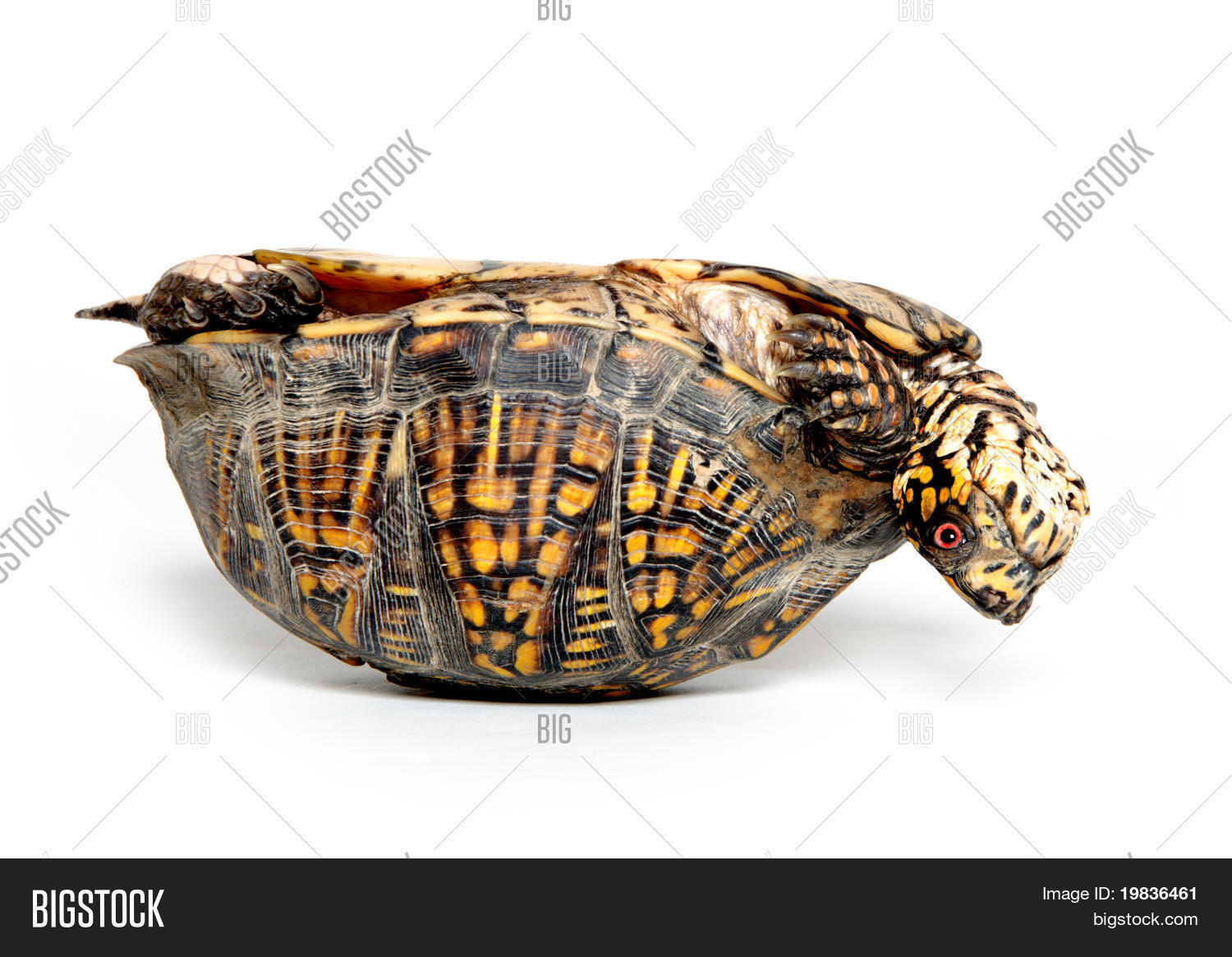 Box Turtle Upside Down Image & Photo (Free Trial) | Bigstock