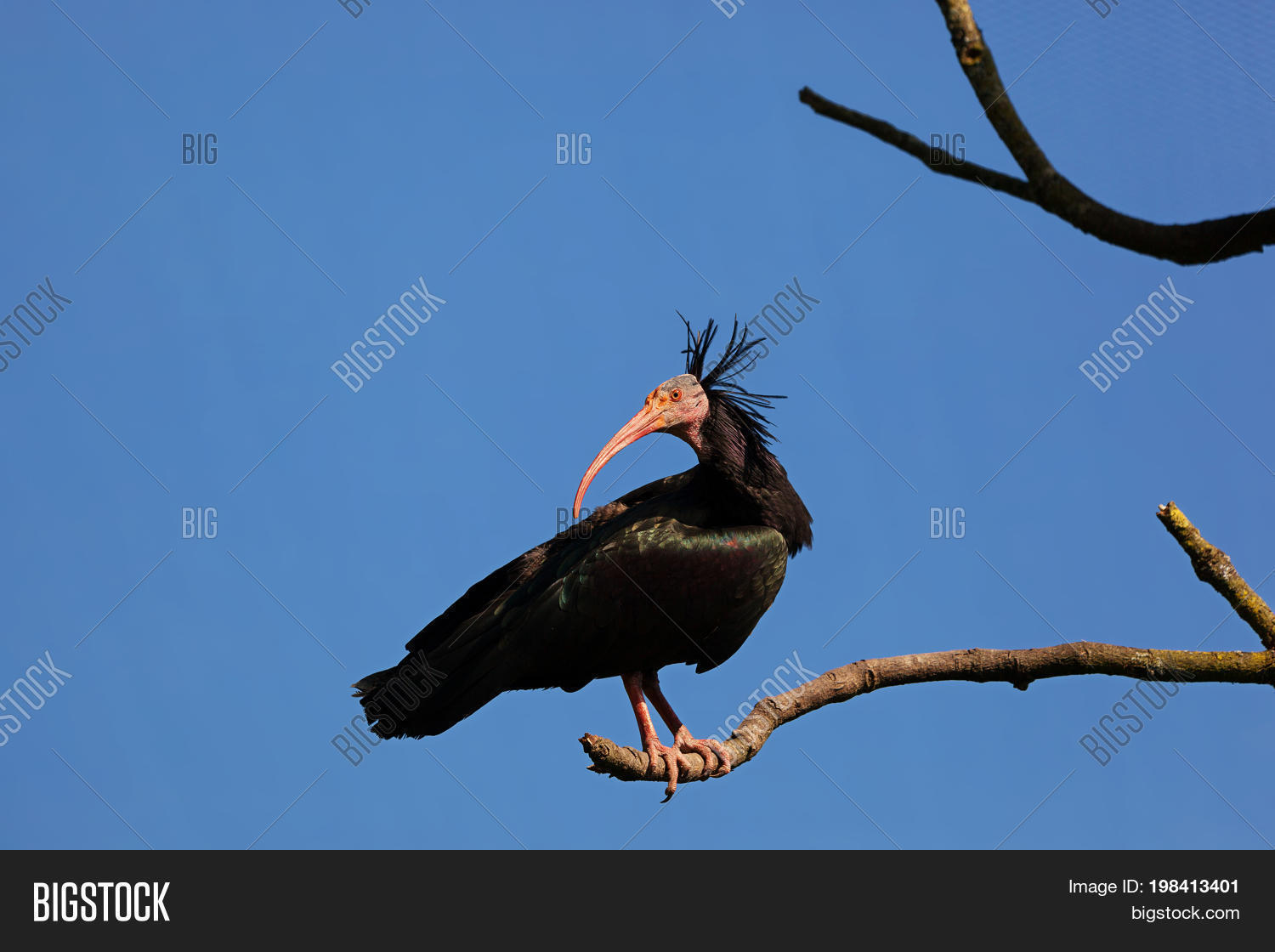 Northern Bald Ibis Image & Photo (Free Trial) | Bigstock
