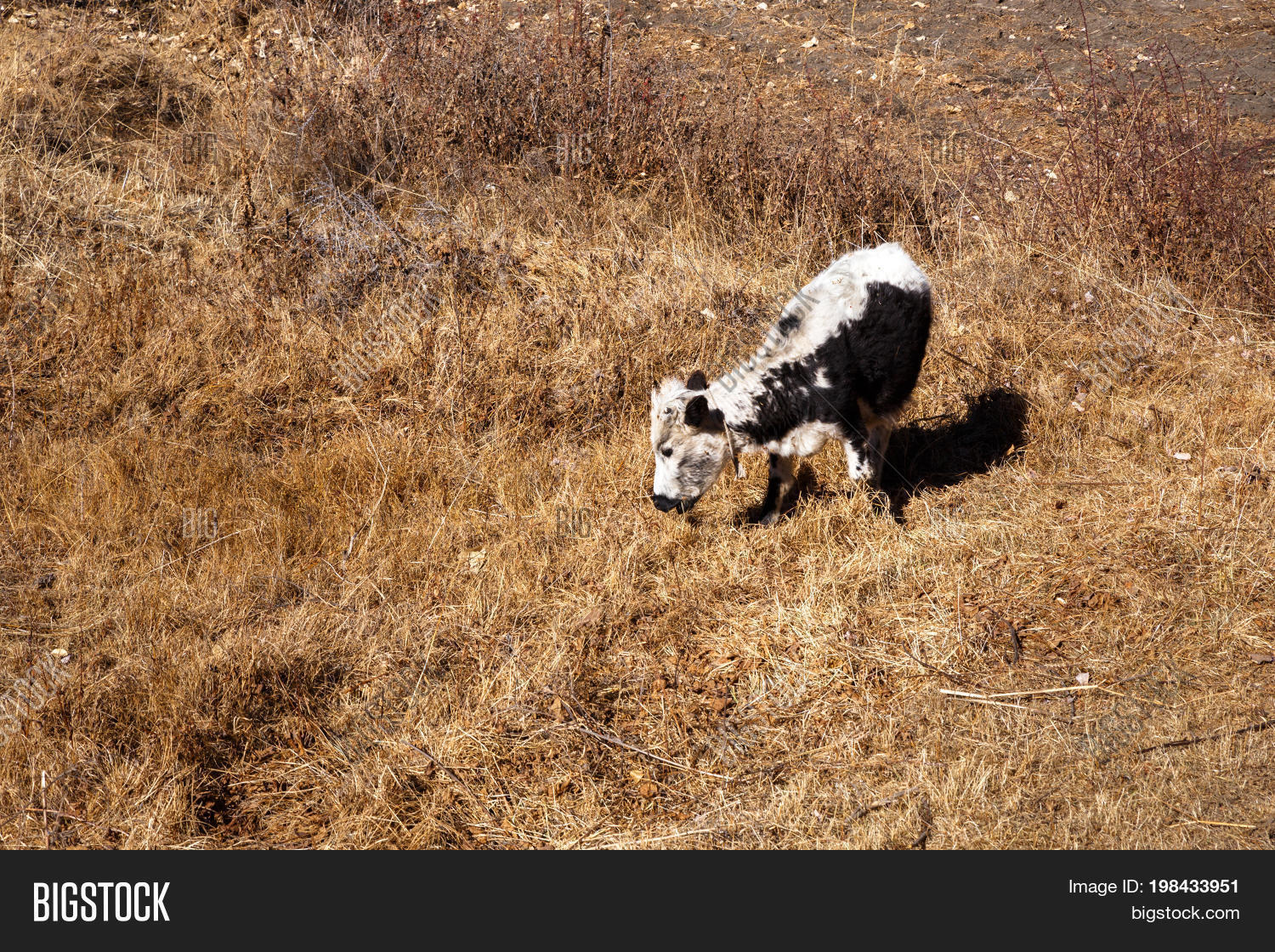 Calf Eating Grass On Image & Photo (Free Trial) | Bigstock