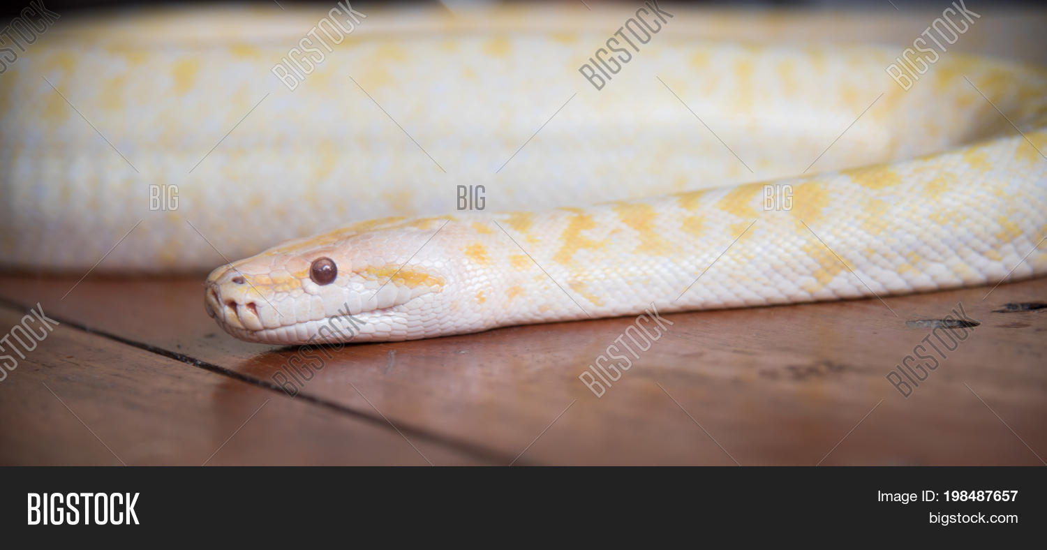 Image Gold Python Image & Photo (Free Trial) | Bigstock