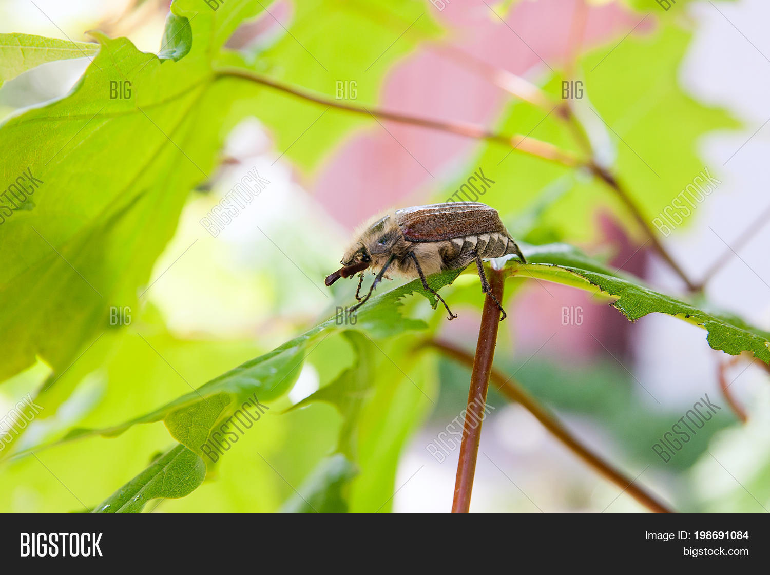 European Beetle Pest Image & Photo (Free Trial) | Bigstock