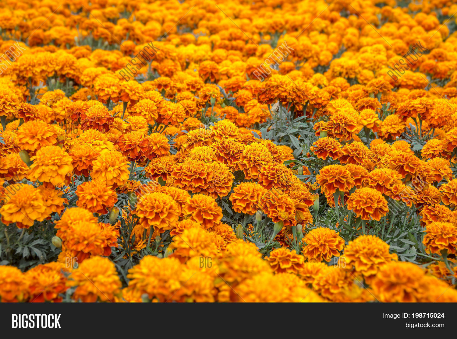 Cempasuchil Flower. Image & Photo (Free Trial) | Bigstock
