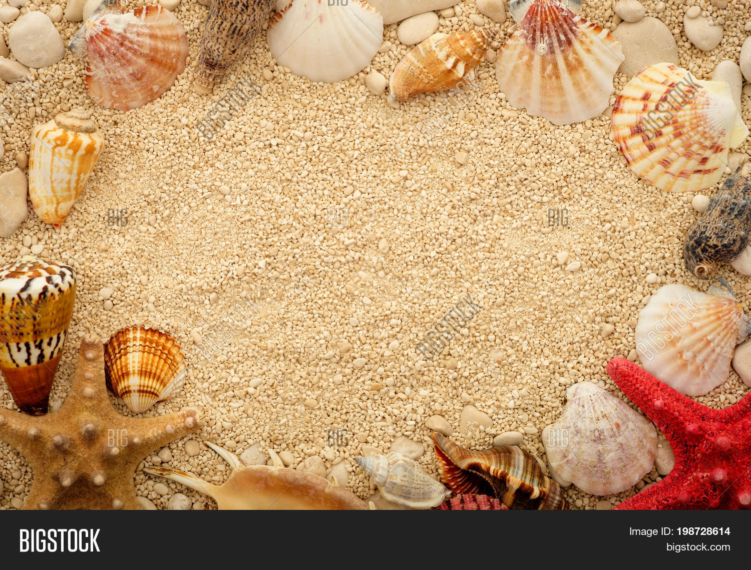 Sea Shells On Sand. Image & Photo (Free Trial) | Bigstock