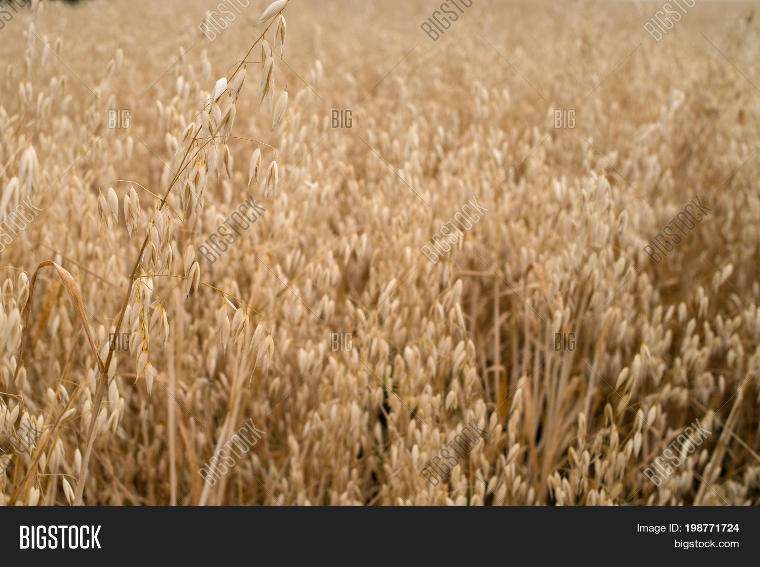 Imagen y foto Golden Oat Ear On (prueba gratis) | Bigstock