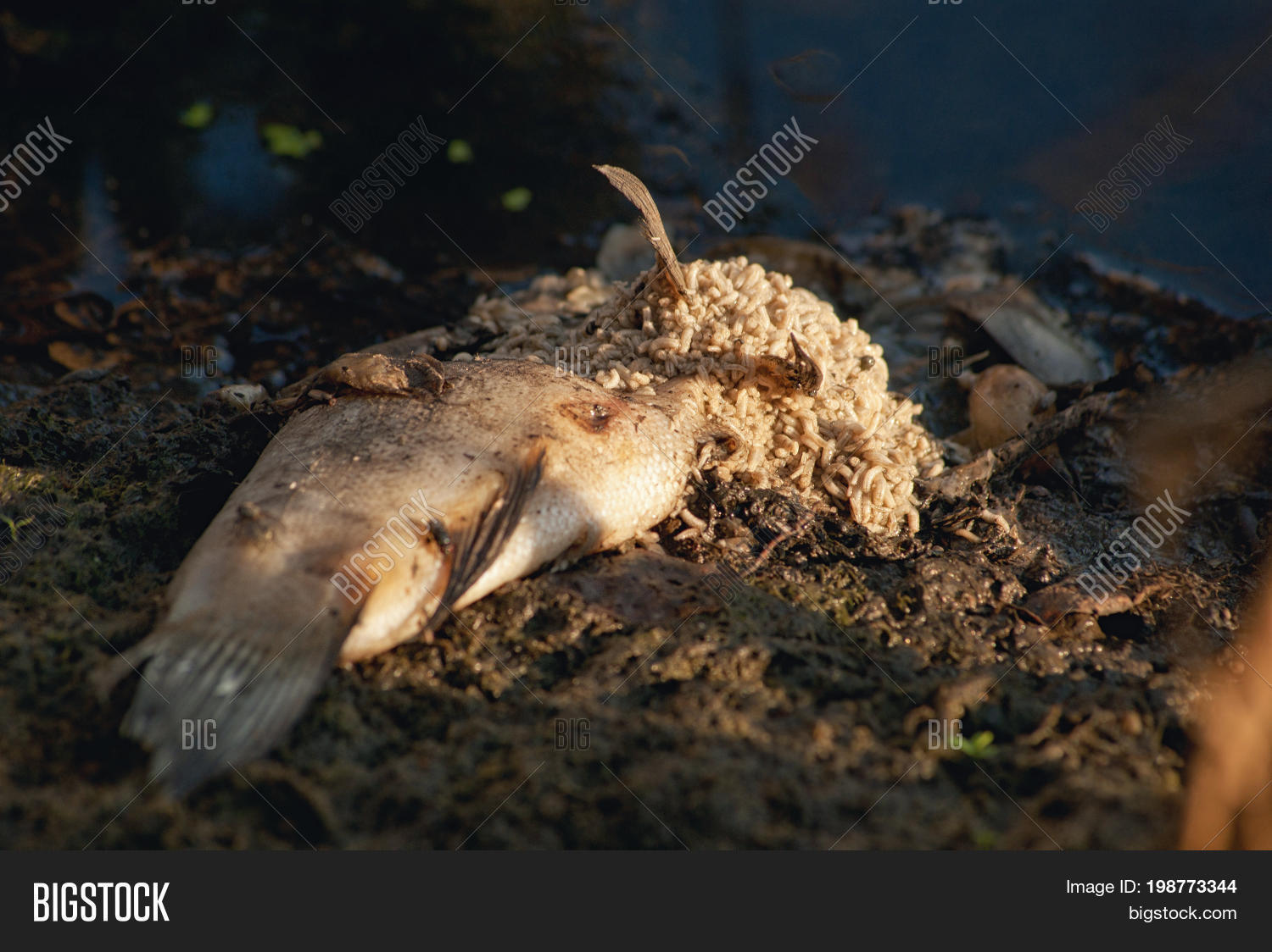 Maggots On Decaying, Image & Photo (Free Trial) | Bigstock