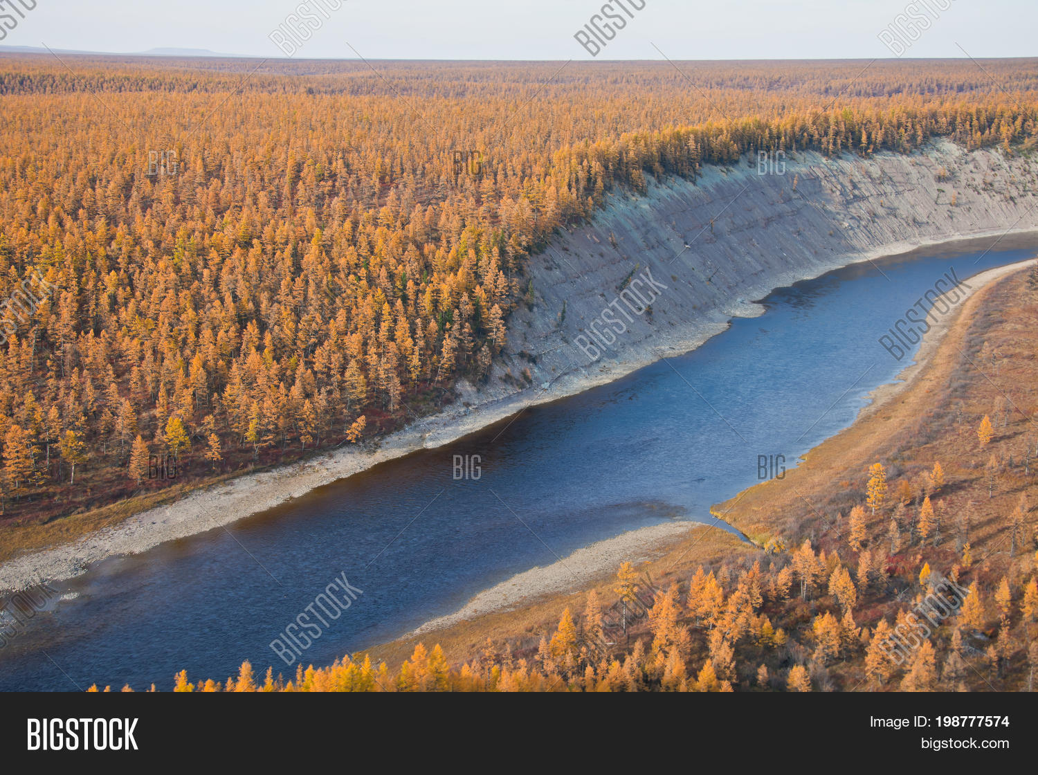 Siberian River Larch Image & Photo (Free Trial) | Bigstock