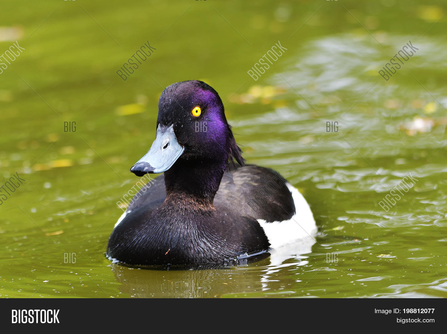 Duck Natural Habitat ( Image & Photo (Free Trial) | Bigstock