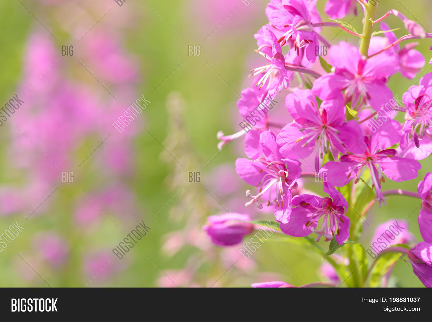 Imagen y foto Pink Flowers (prueba gratis) | Bigstock