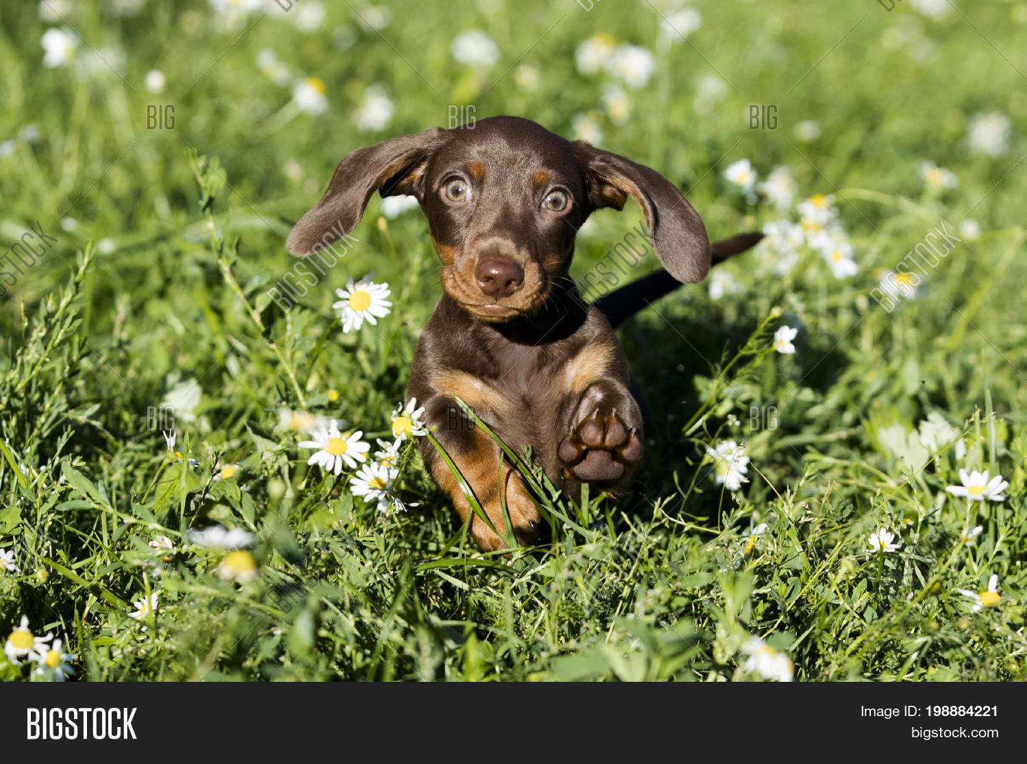 Dachshund Puppy Image & Photo (Free Trial) | Bigstock