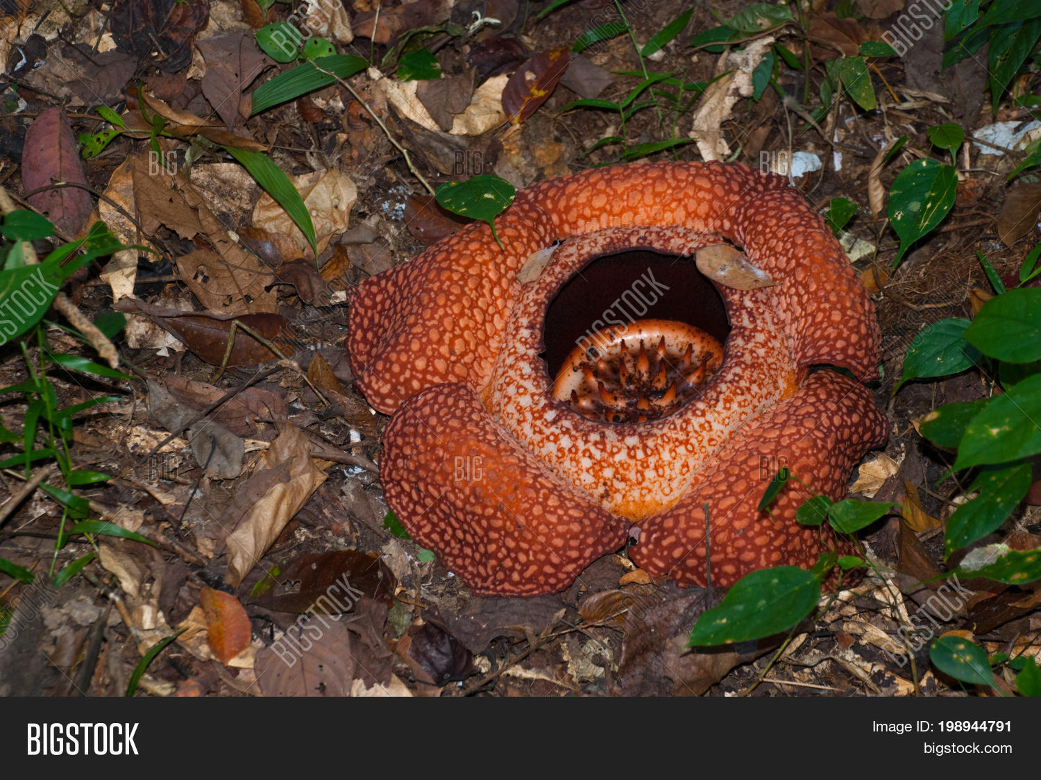 Rafflesia, Biggest Image & Photo (Free Trial) | Bigstock