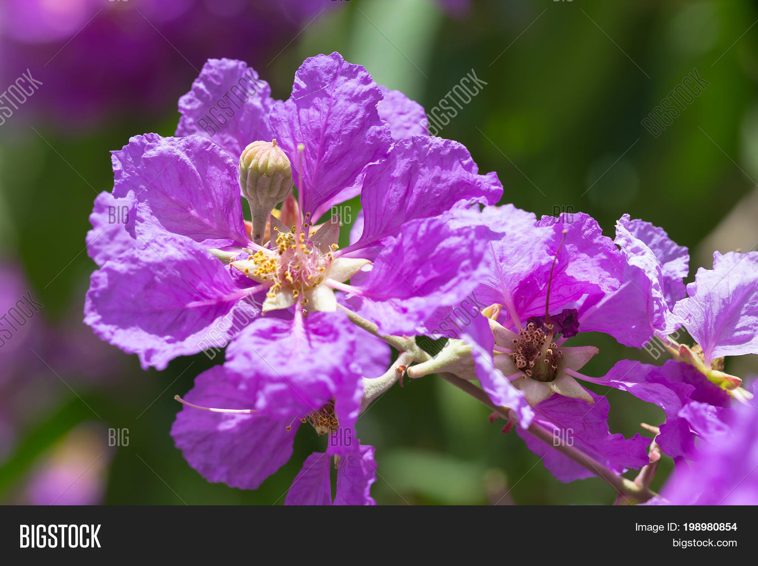 Bungor Tree Flowers Image & Photo (Free Trial) | Bigstock