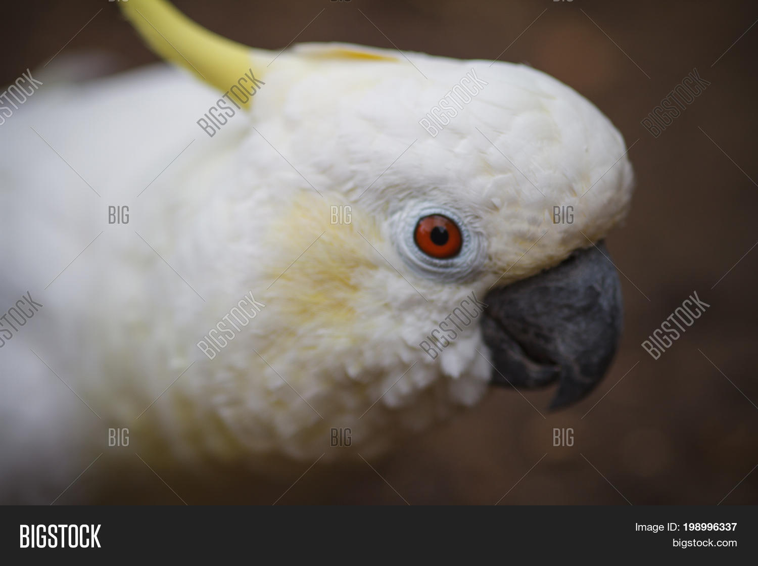 White White Cockatoo Image & Photo (Free Trial) | Bigstock