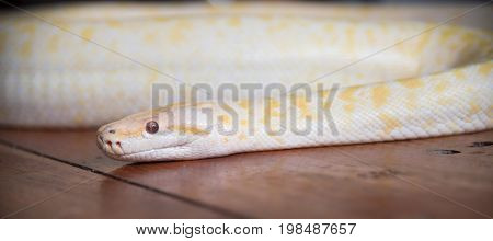 Image Gold Python Image & Photo (Free Trial) | Bigstock