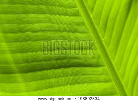 Green Leaf Close- Image & Photo (Free Trial) | Bigstock