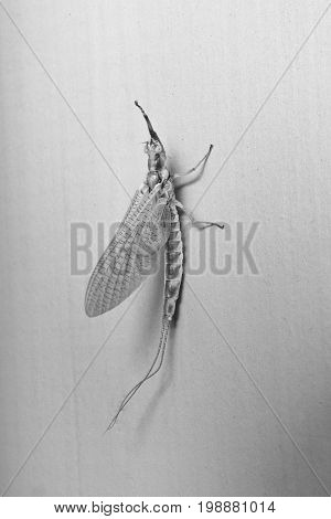 Closeup Mayfly Sitting Image & Photo (Free Trial) | Bigstock