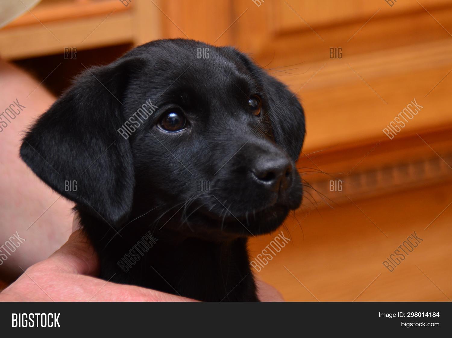Cutest Black Lab Puppy