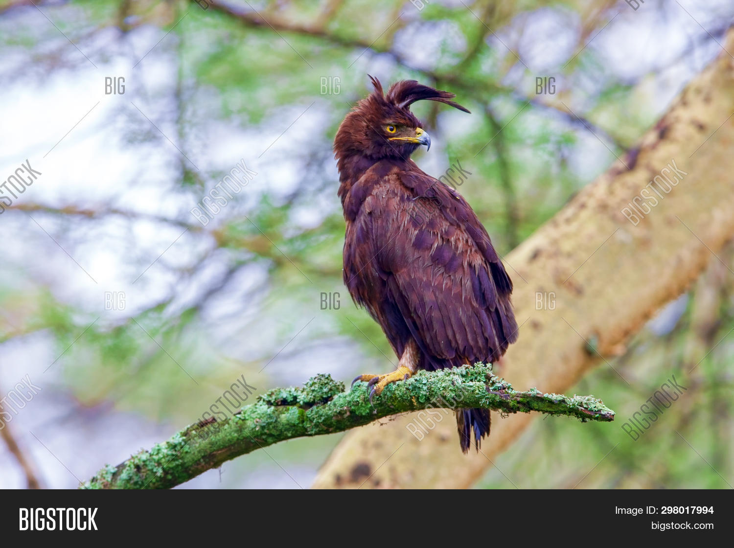 Long-crested Eagle, Image & Photo (Free Trial) | Bigstock