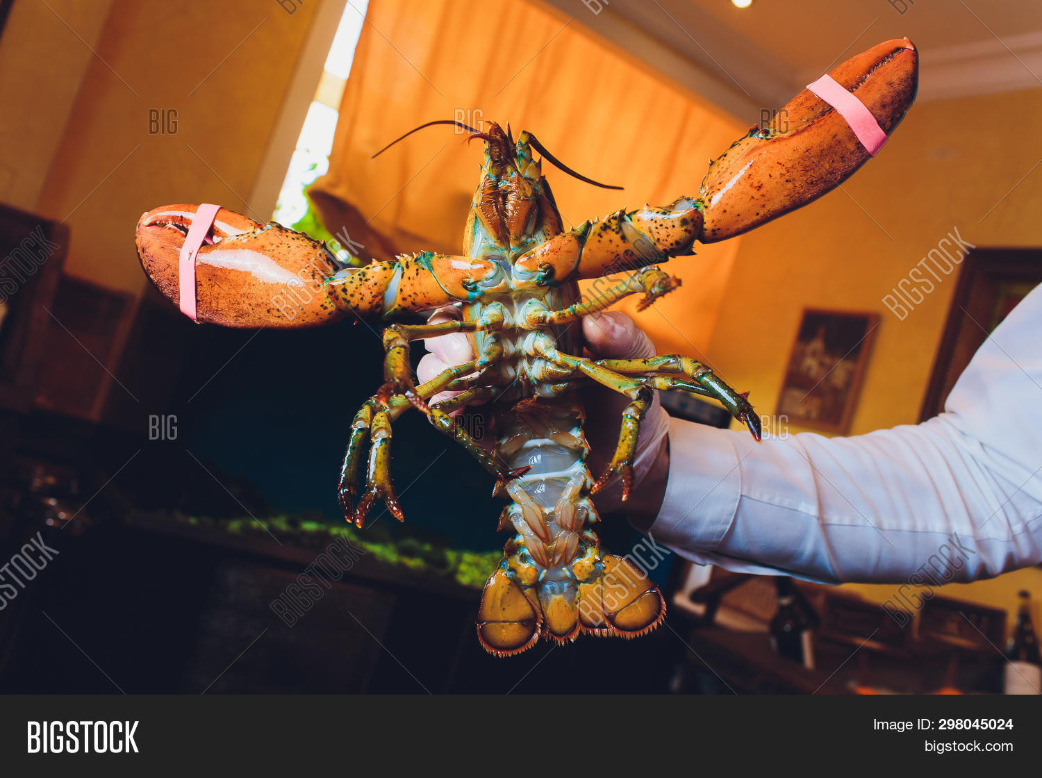 Lobster. Hand Holding Image & Photo (Free Trial) | Bigstock