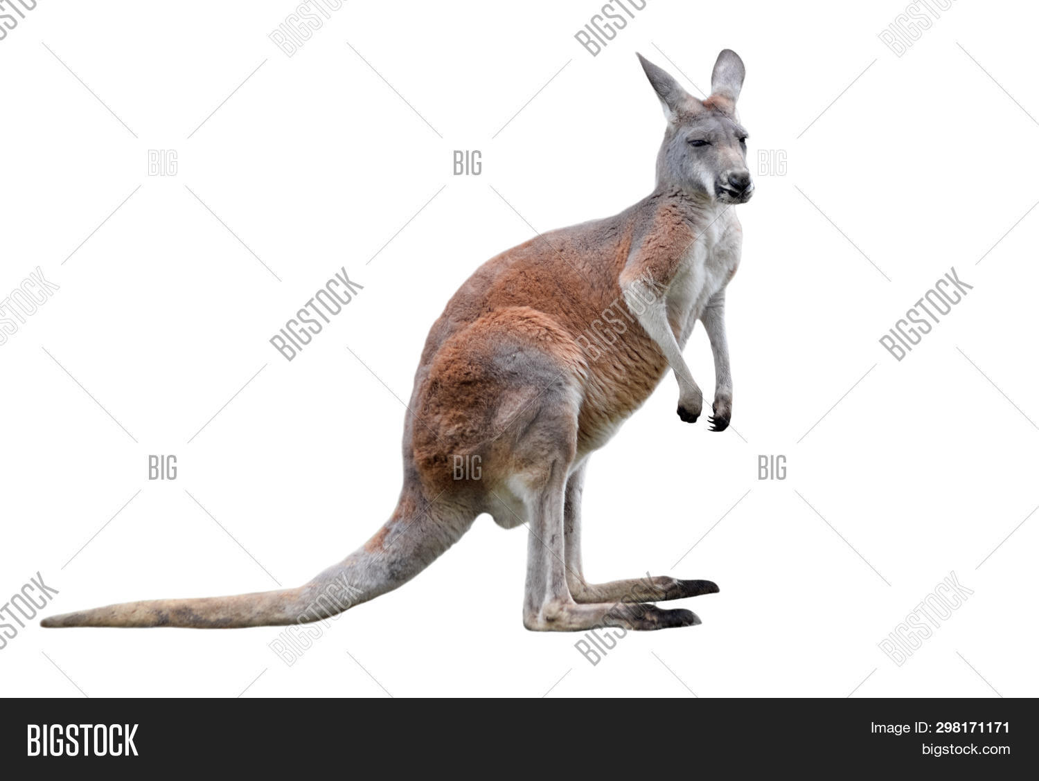 Male Kangaroo Isolated Image & Photo (Free Trial) | Bigstock